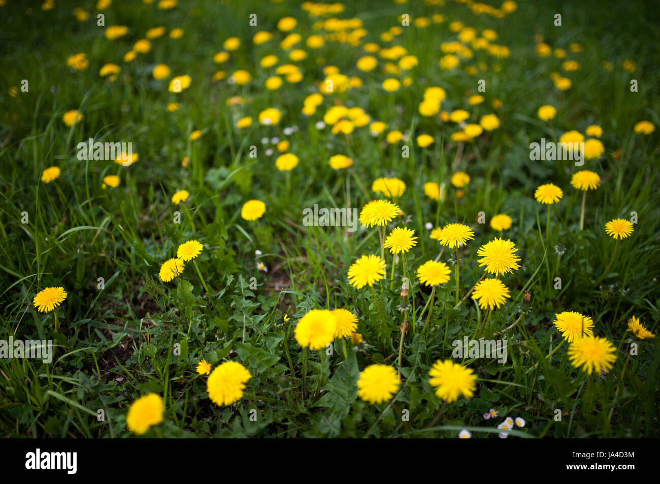 Dandelion farm land hi-res stock photography and images - Alamy