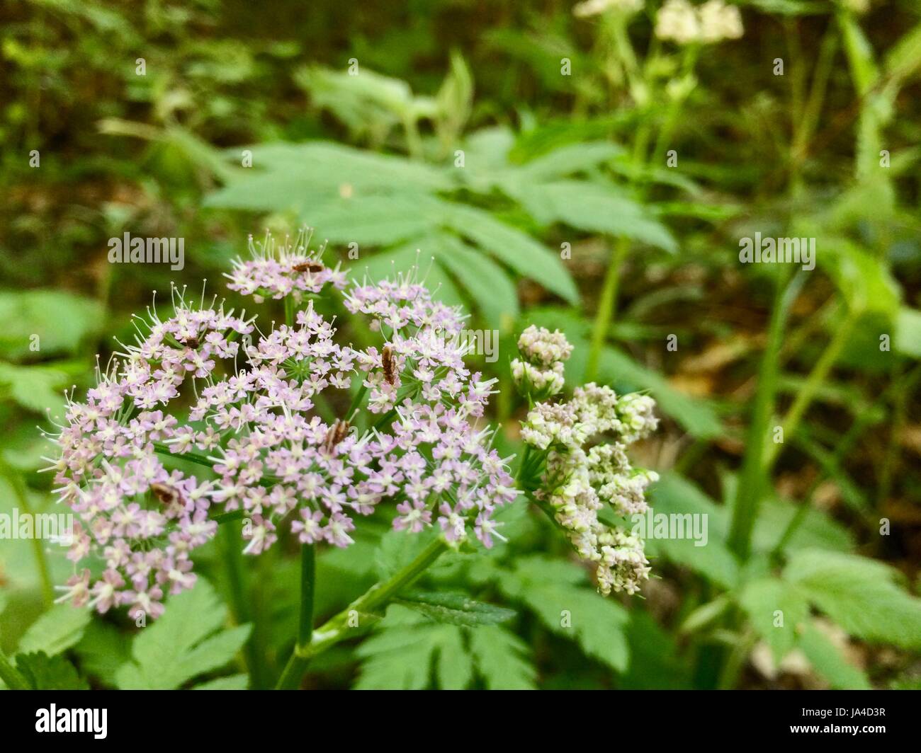 Image of sweet pink flower hi-res stock photography and images - Alamy