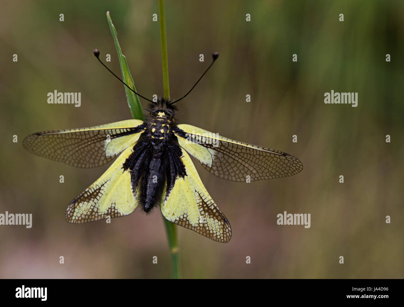 Owlfly or Ascalaphid, Libelloides coccajus Stock Photo - Alamy
