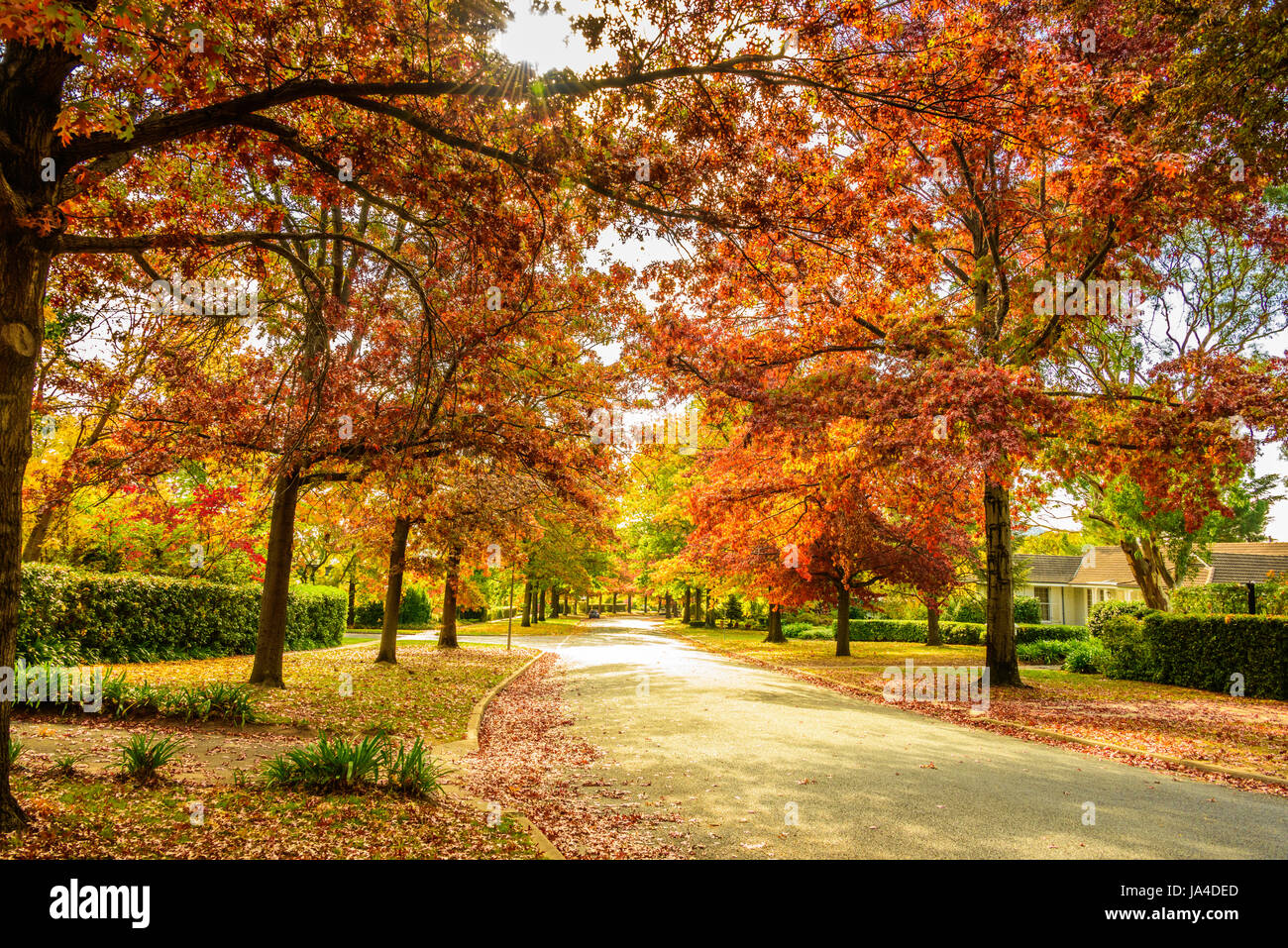 Canberra autumn hi-res stock photography and images - Alamy