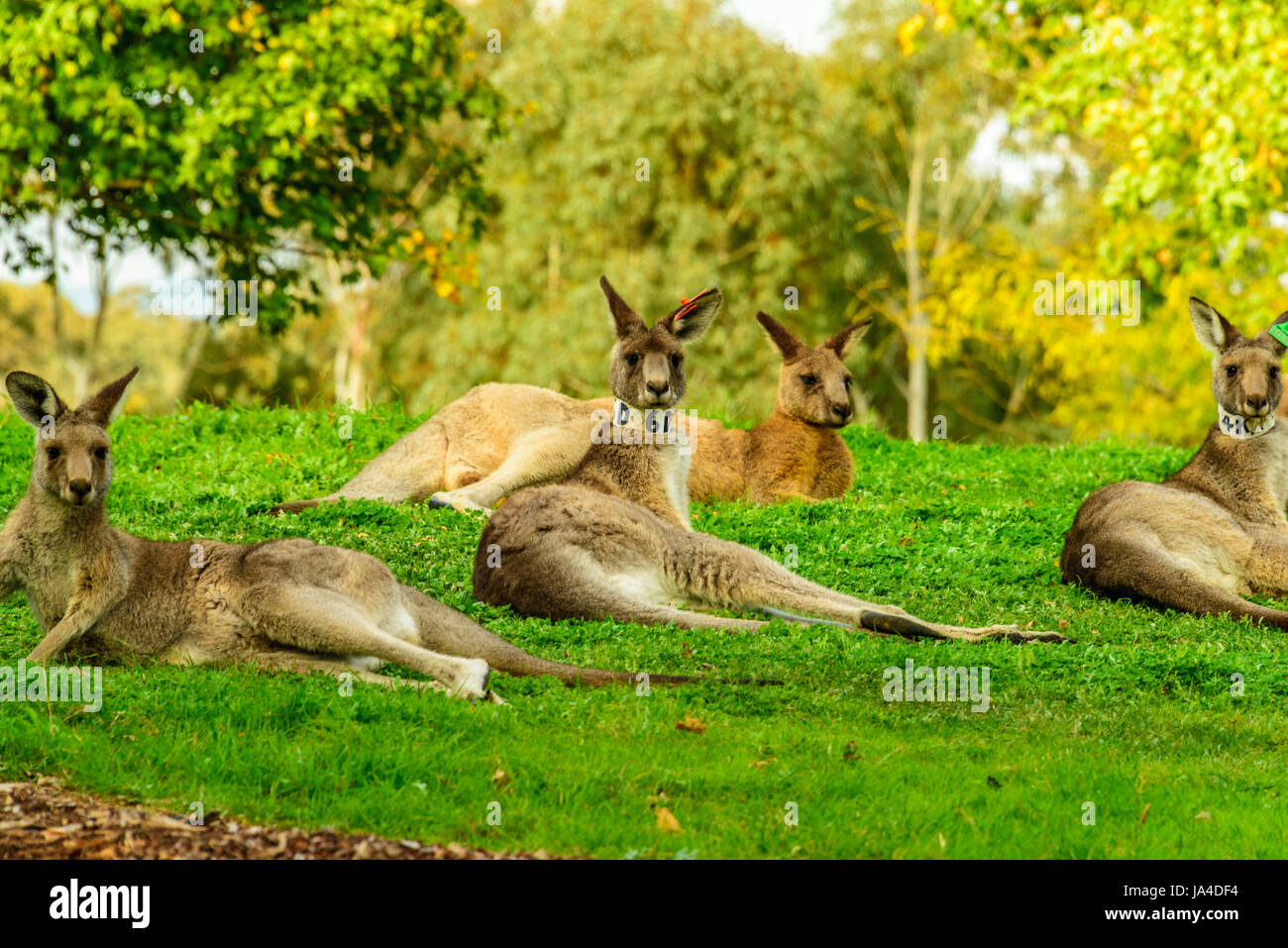 Tagged kangaroos lounging on the grass in Weston Park, Canberra Stock ...