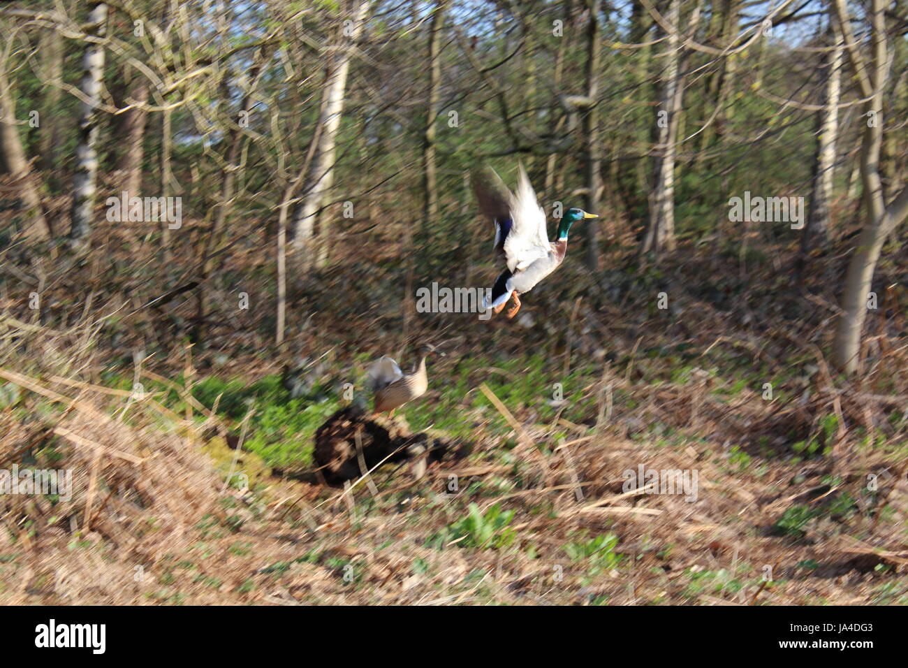 Ducks Take off Stock Photo - Alamy