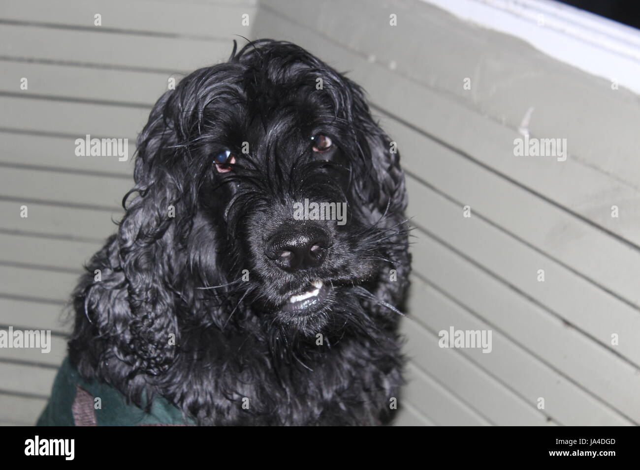 Black show cocker spaniel hi-res stock photography and images - Alamy