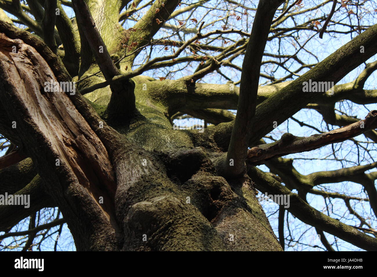 Unedited tree hi-res stock photography and images - Alamy