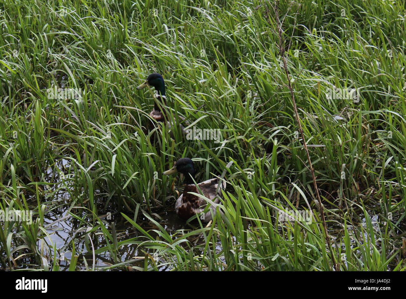 hide the duck Stock Photo - Alamy