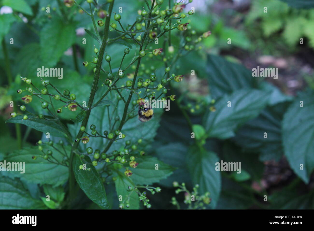 Mr bee hi-res stock photography and images - Alamy