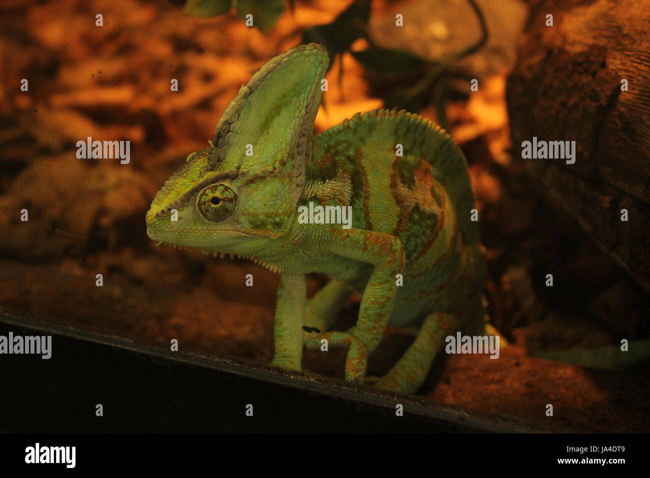 Cameleon changing colour hi-res stock photography and images - Alamy