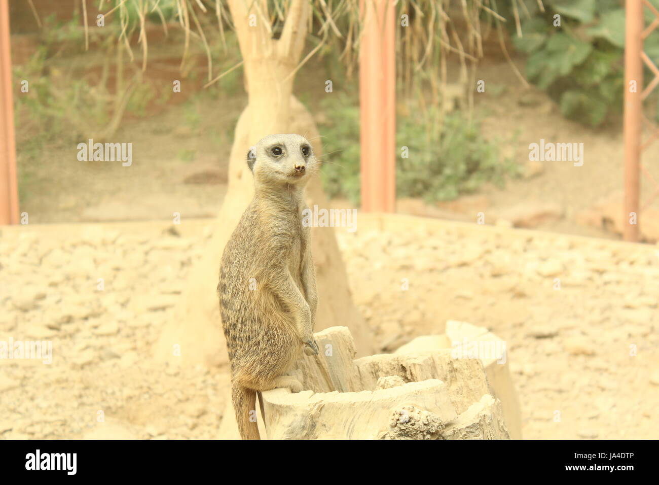 Tropical World Leeds High Resolution Stock Photography and Images - Alamy