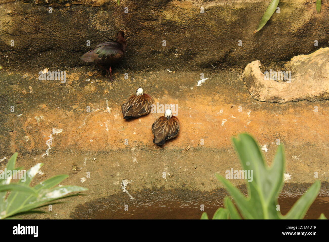 Tropical world leeds hi-res stock photography and images - Alamy