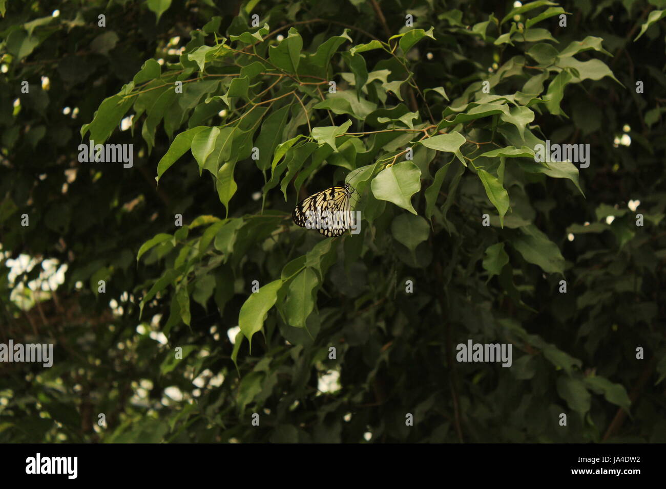 Tropical world leeds hi-res stock photography and images - Alamy