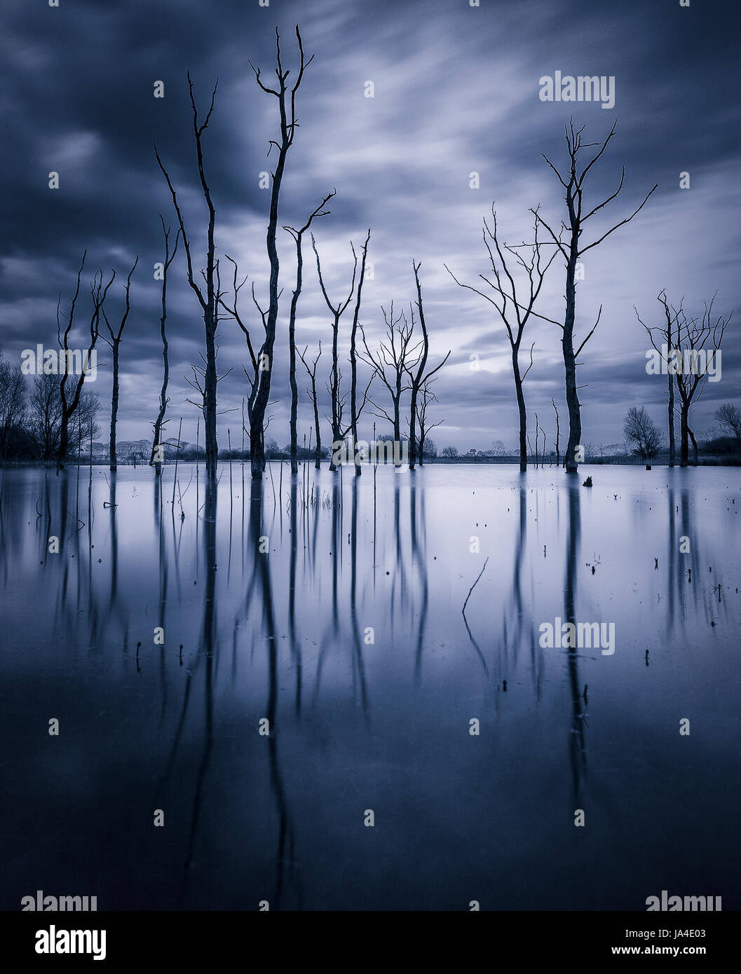 Dead trees in a lake hi-res stock photography and images - Alamy