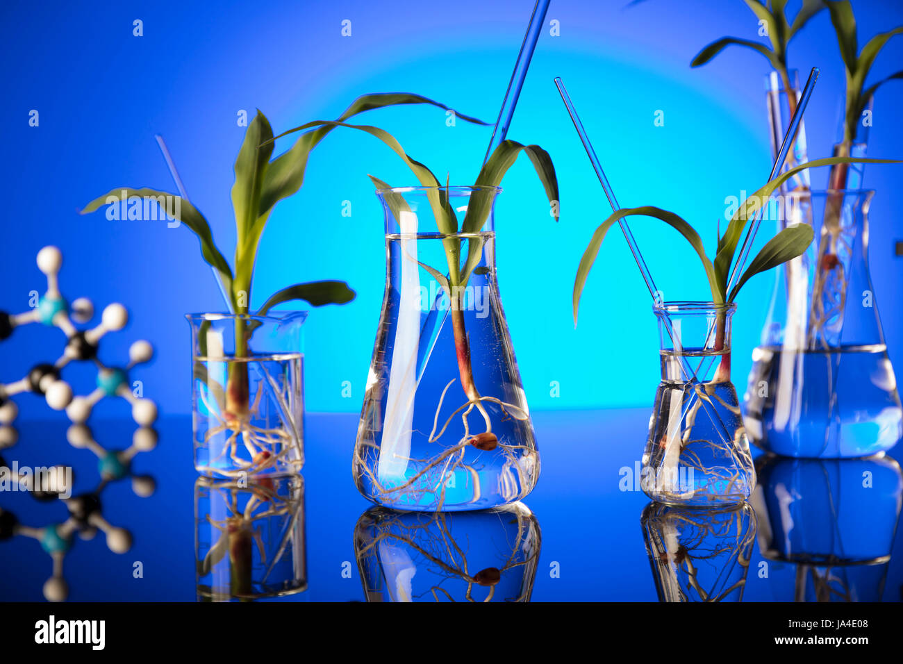 Biotechnology and floral science theme. Experimenting with flora in ...