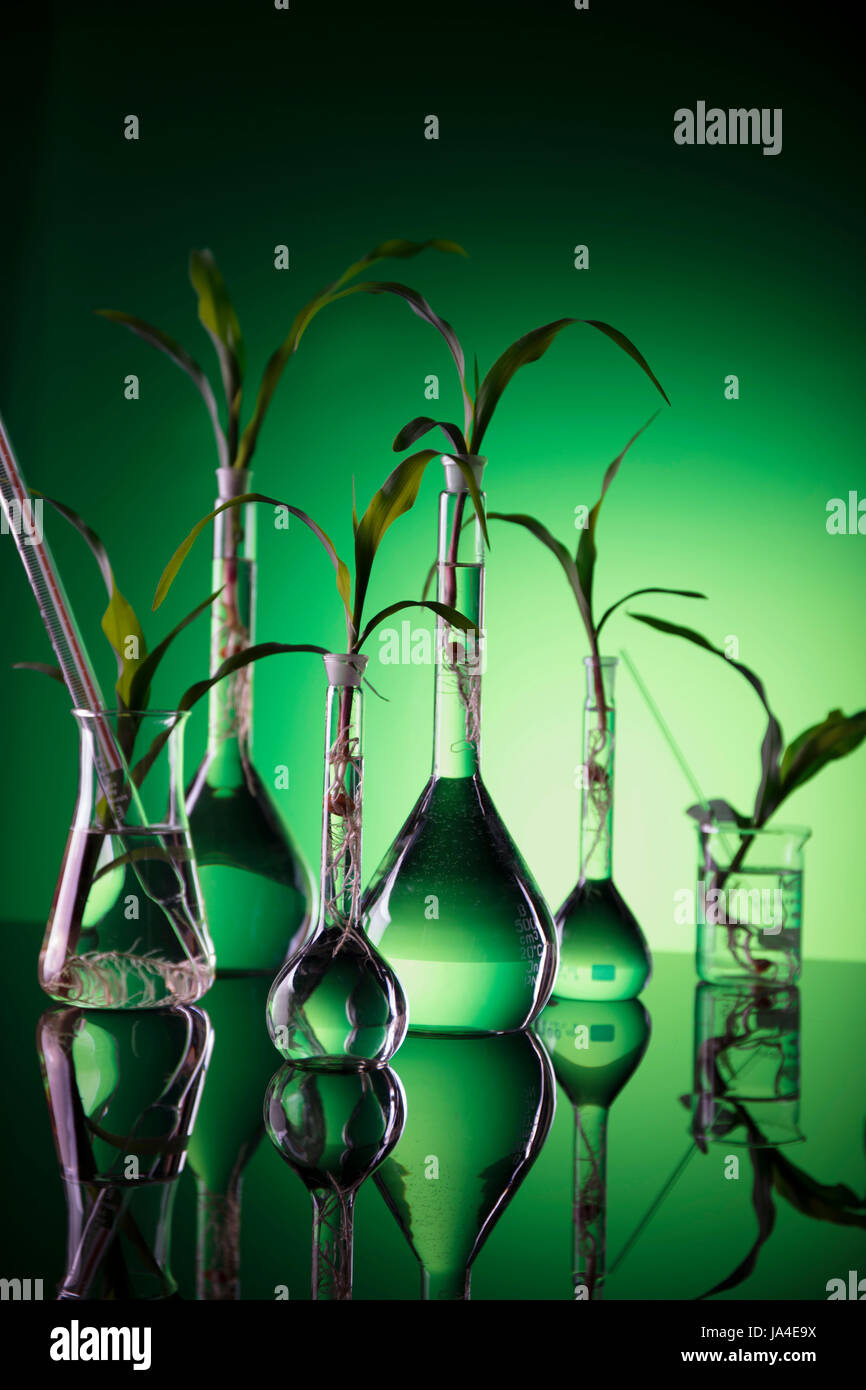 Biotechnology and floral science theme. Experimenting with flora in ...