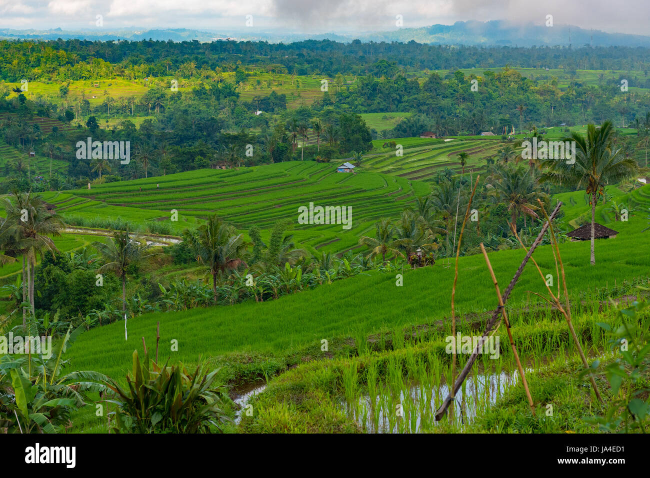 Overlooking terraced rice paddies in Java Indonesia. A UNESCO cultural ...