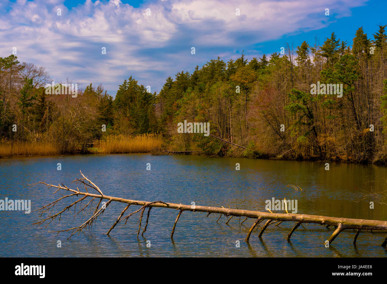 A dead winter tree branch in a pond surrounded by live trees with the ...