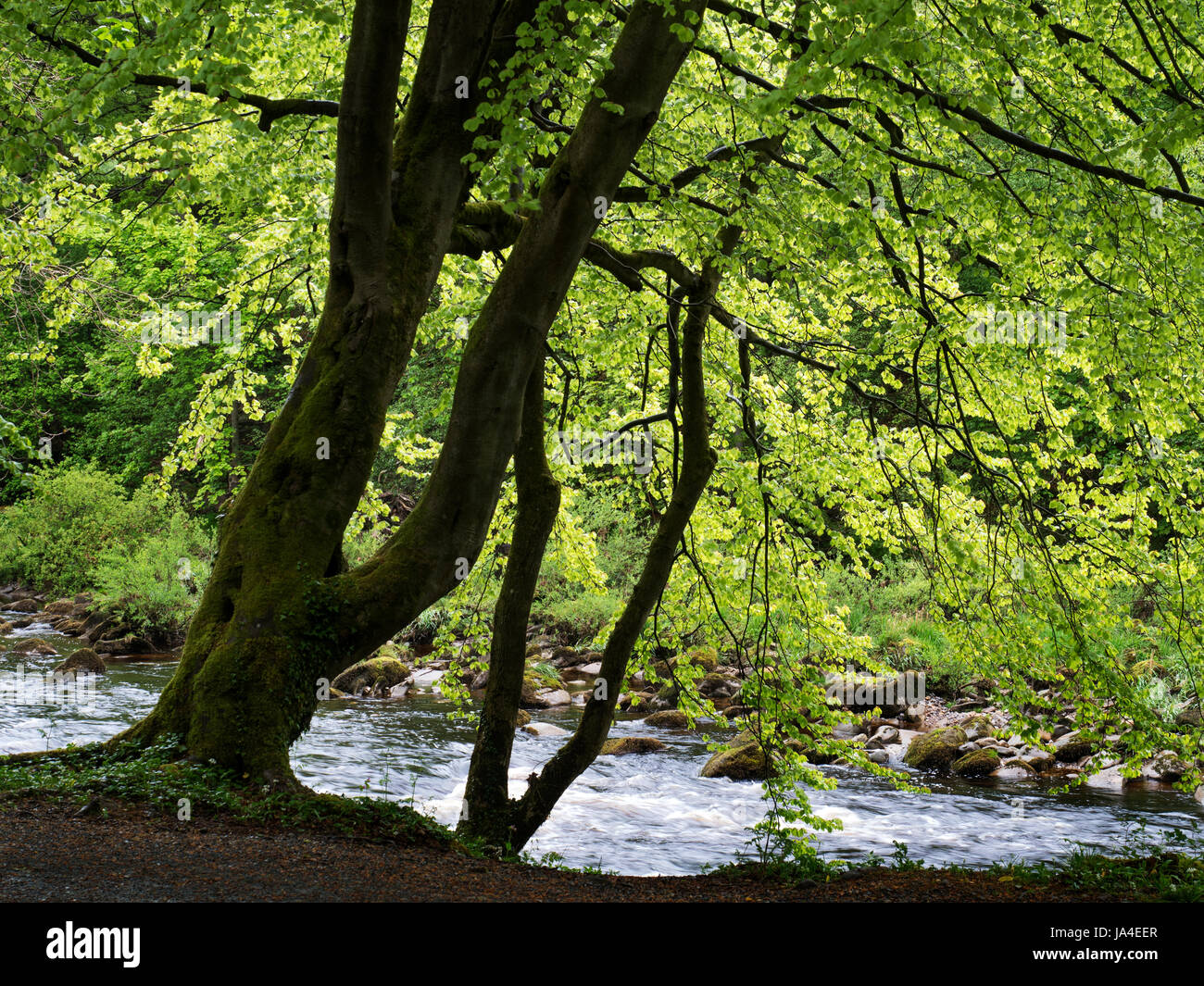 Wharfedale In Spring High Resolution Stock Photography and Images - Alamy