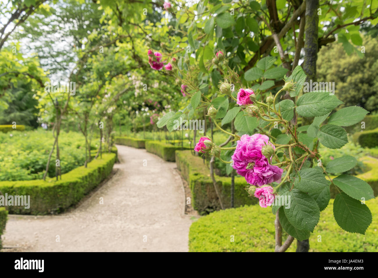 Arch of roses hi-res stock photography and images - Alamy