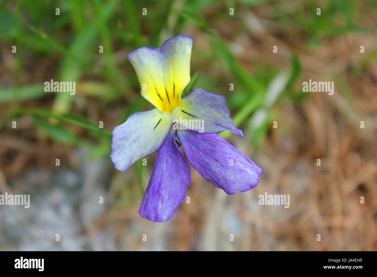 a mountain flower in the meadow Stock Photo - Alamy