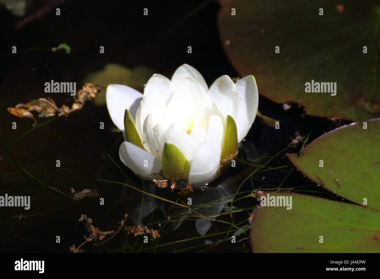 The beauty of the water lilies in its many different varieties and ...
