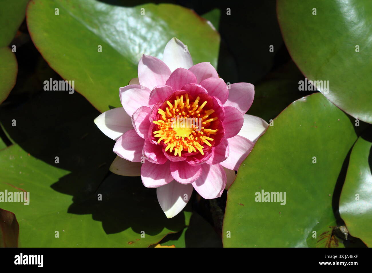 The beauty of the water lilies in its many different varieties and ...