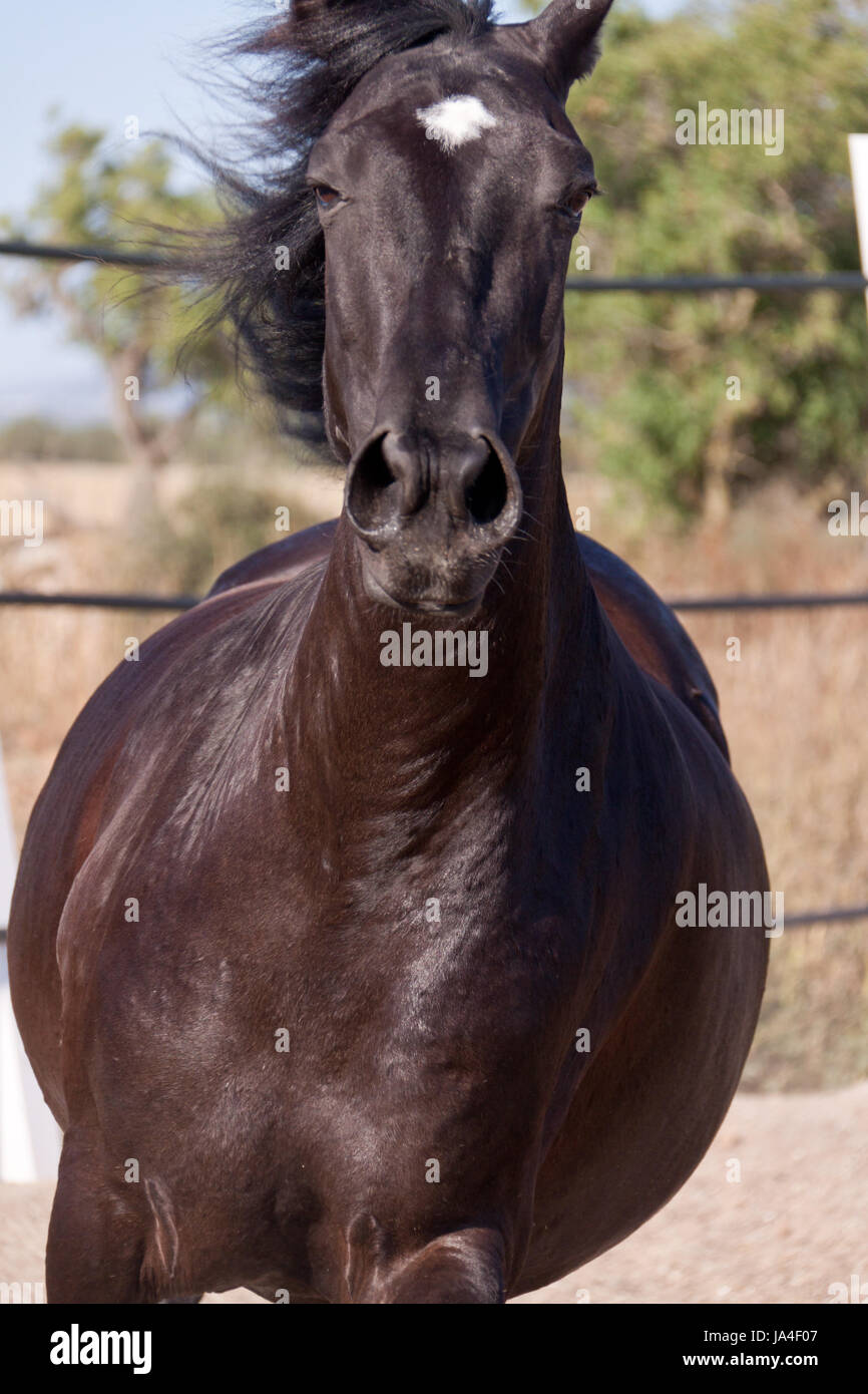 Black spanish hi-res stock photography and images - Alamy