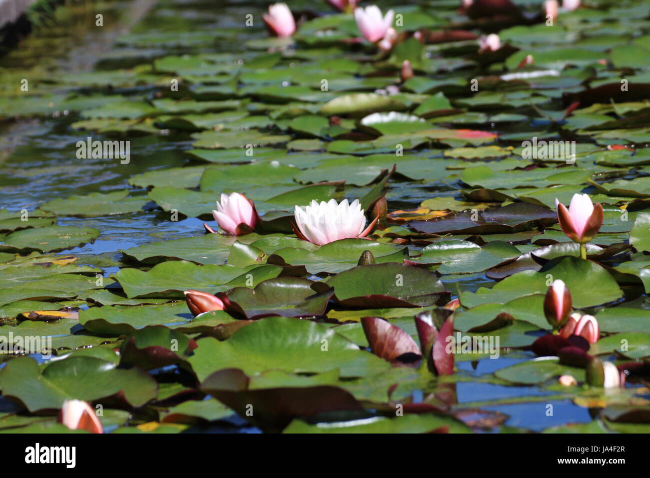 The beauty of the water lilies in its many different varieties and ...