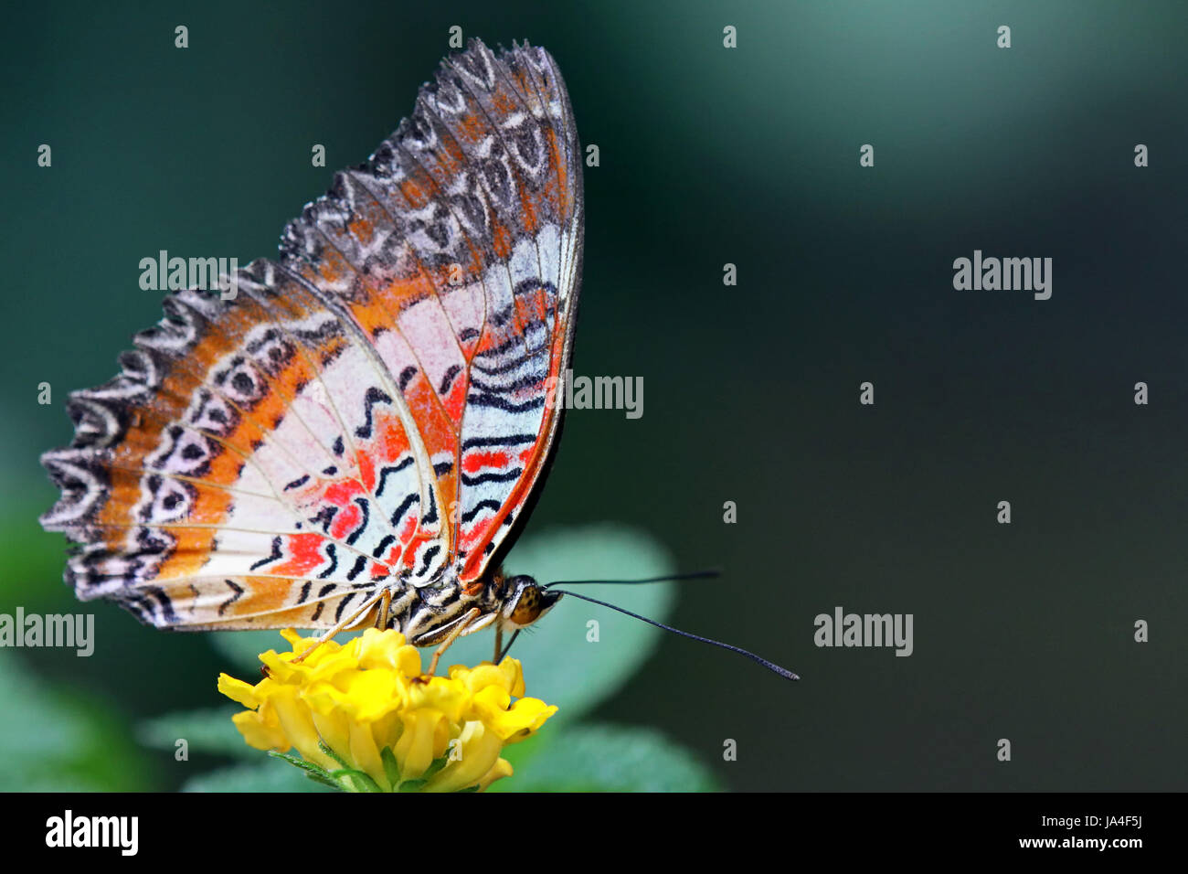 leopard lacewing cethosia cyane Stock Photo - Alamy