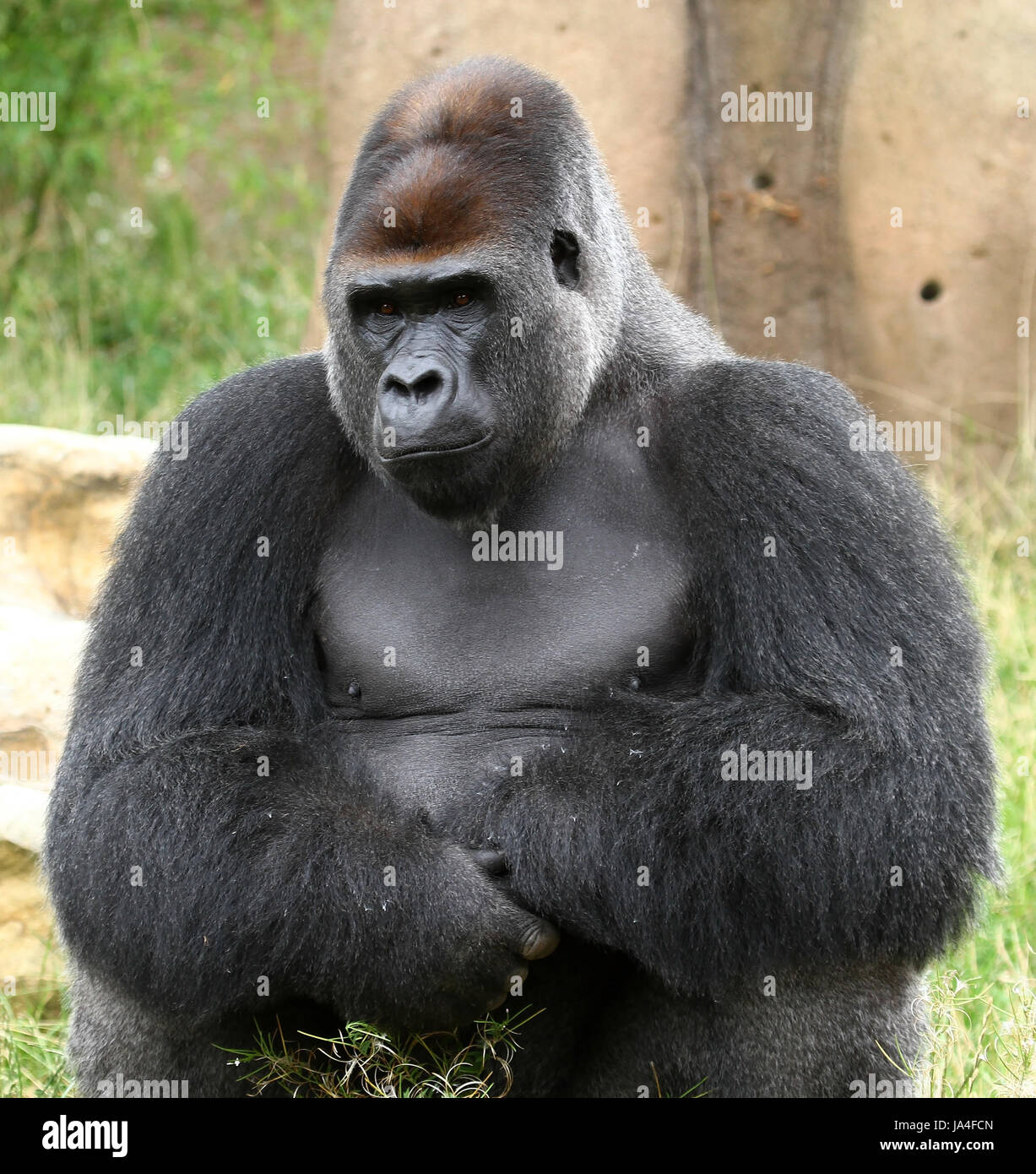 mammal, portrait, monkey, mimic art, gorilla, anthropoid, pose, mammal ...