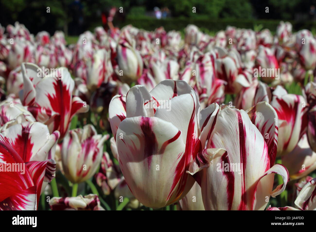 The beauty of tulips in its many varieties and sizes Stock Photo - Alamy