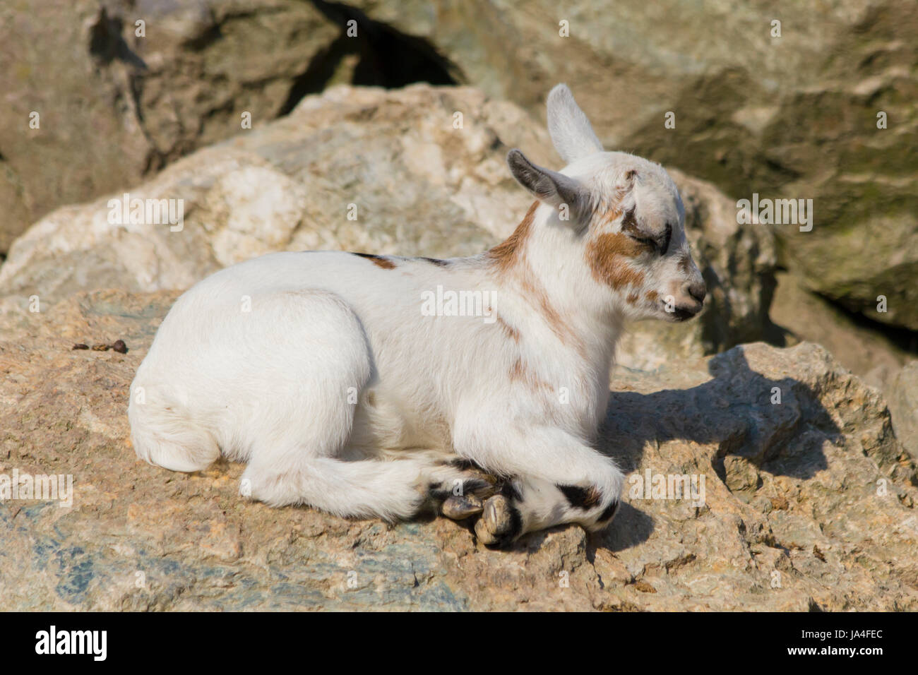 goat, cub, baby, hoofed animal, goat, cub, baby, hoofed animal ...