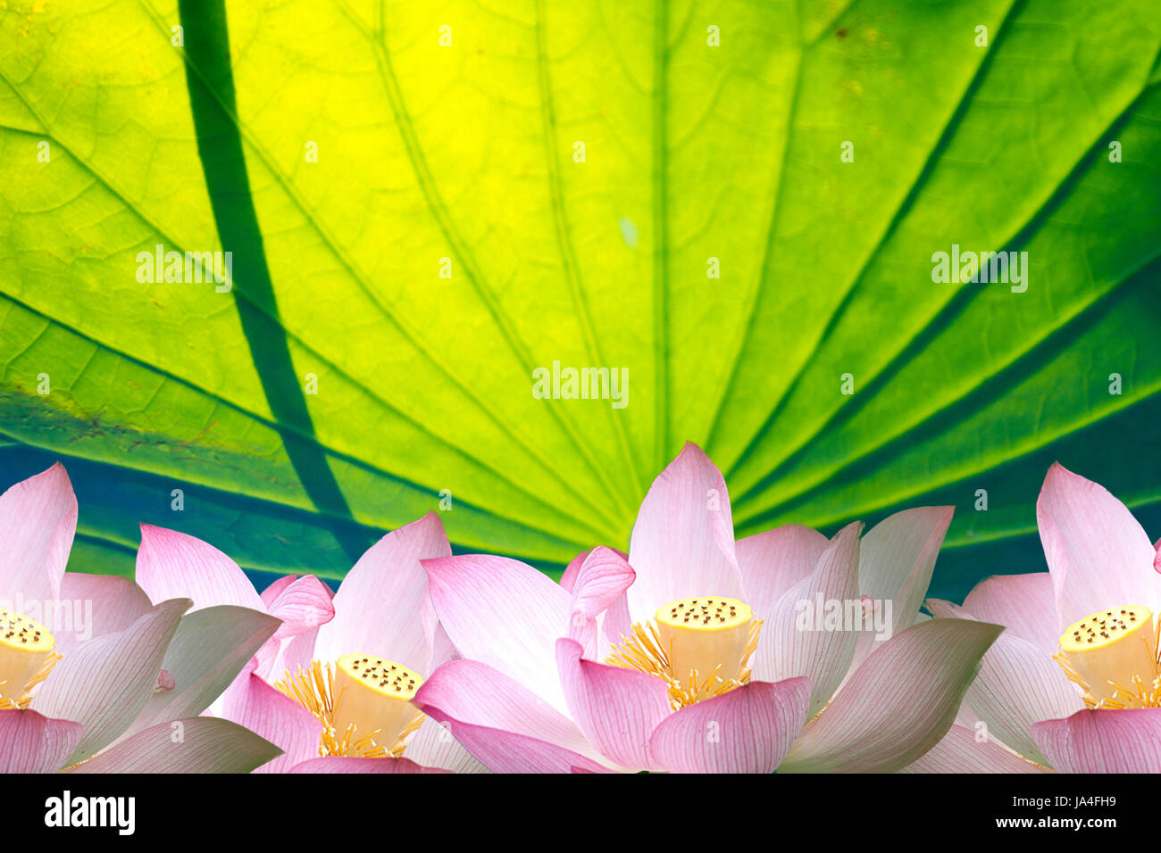 flower,plant,lotus,lotus flower,pink,nature,lotus blossom,lotus ...