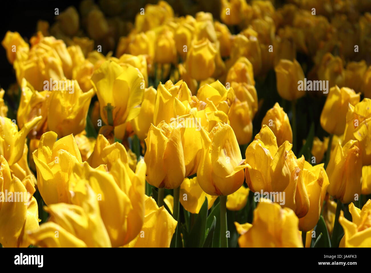 The beauty of tulips in its many varieties and sizes Stock Photo - Alamy