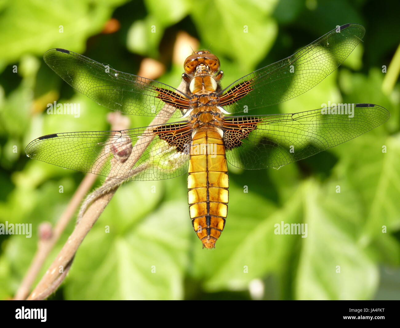 wing, dragonfly, gold, ivy, insect, wing, branch, dragonfly, filbert ...