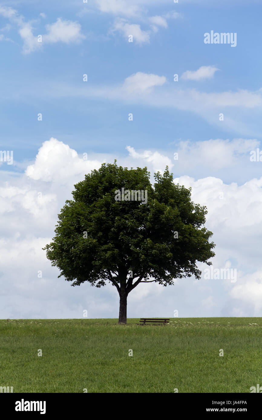 blue, leaf, tree, trees, green, wood, trunk, leaves, cloud, field, alps ...