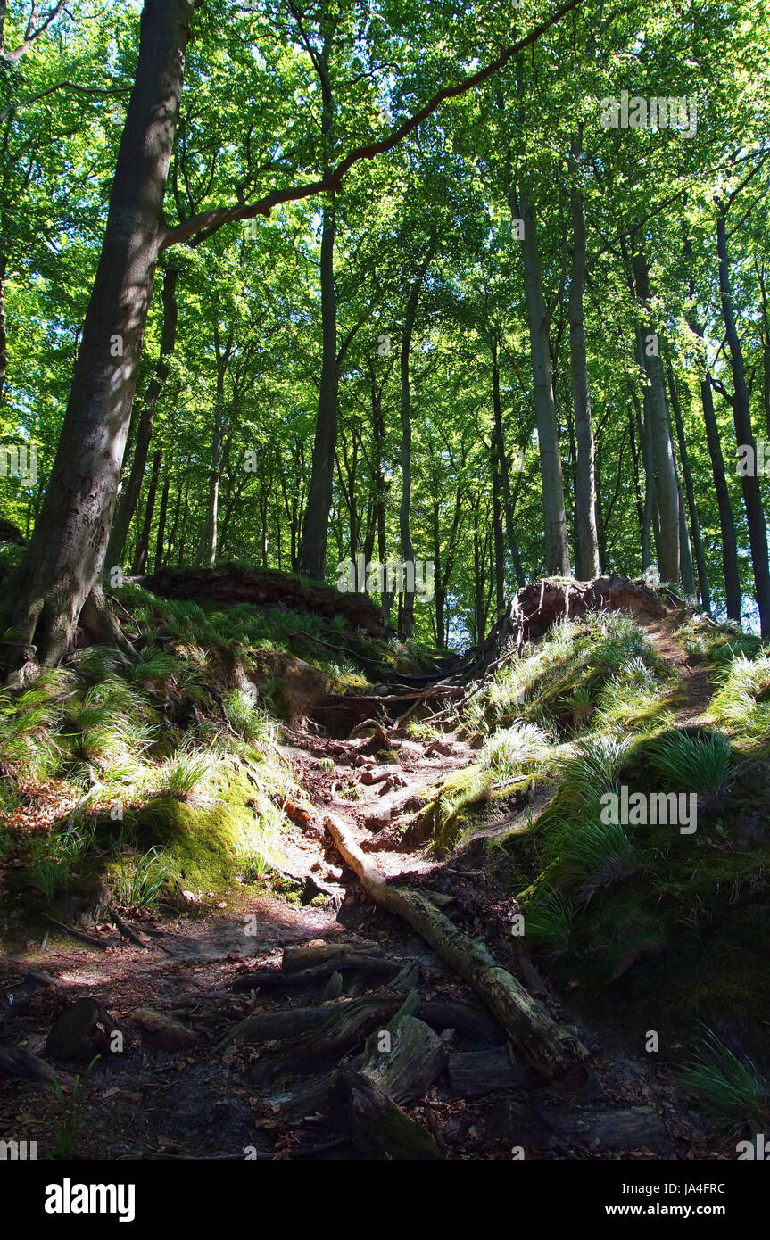 book, tree, trees, reprove, beech forest, germany, german federal ...