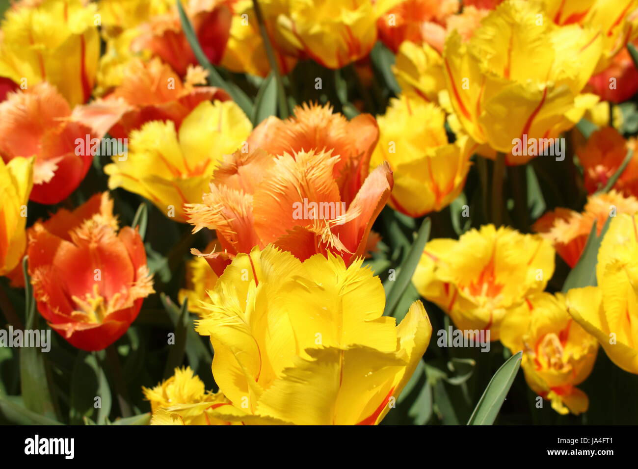 The beauty of tulips in its many varieties and sizes Stock Photo - Alamy