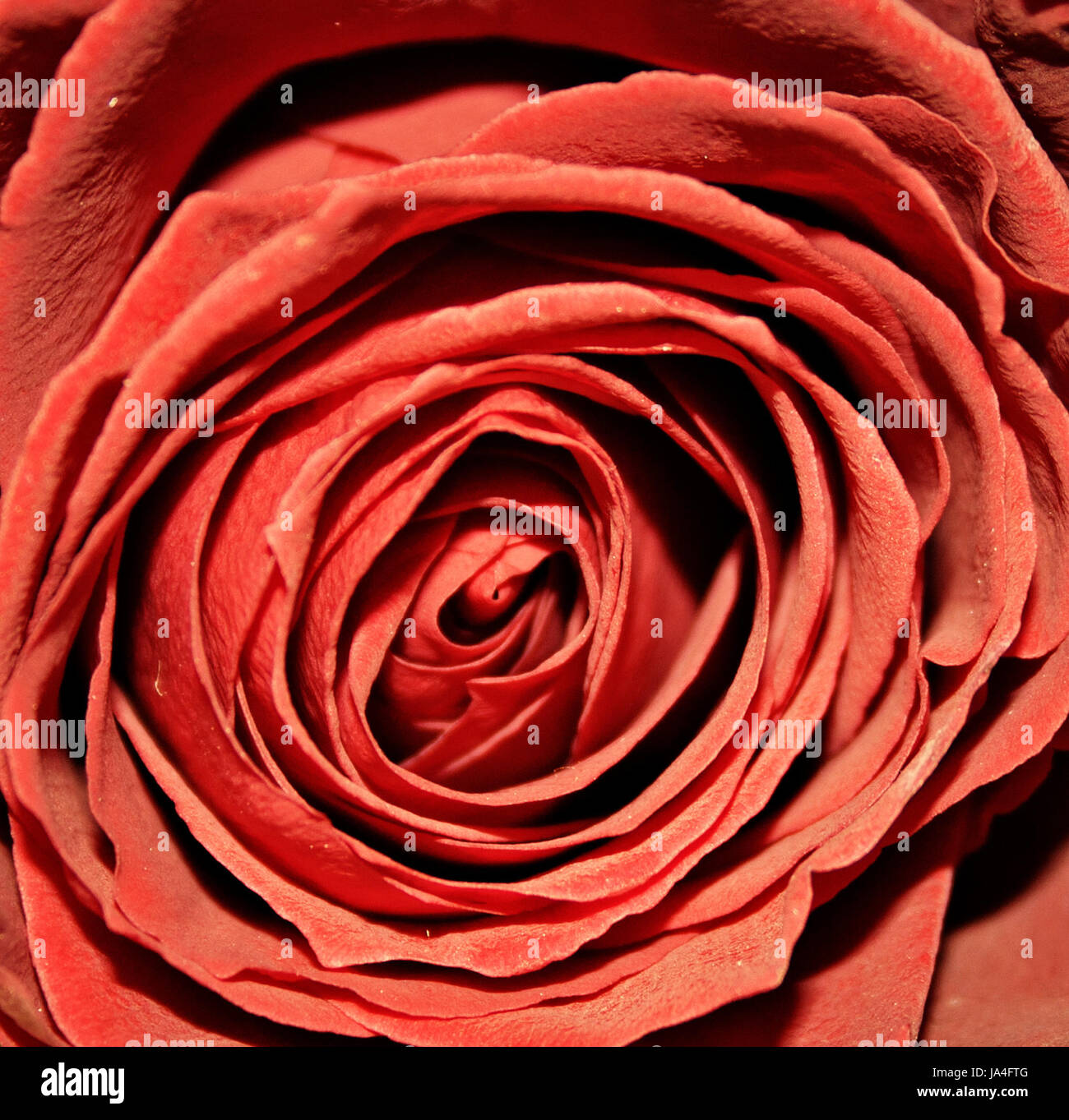 red rose macro Stock Photo - Alamy