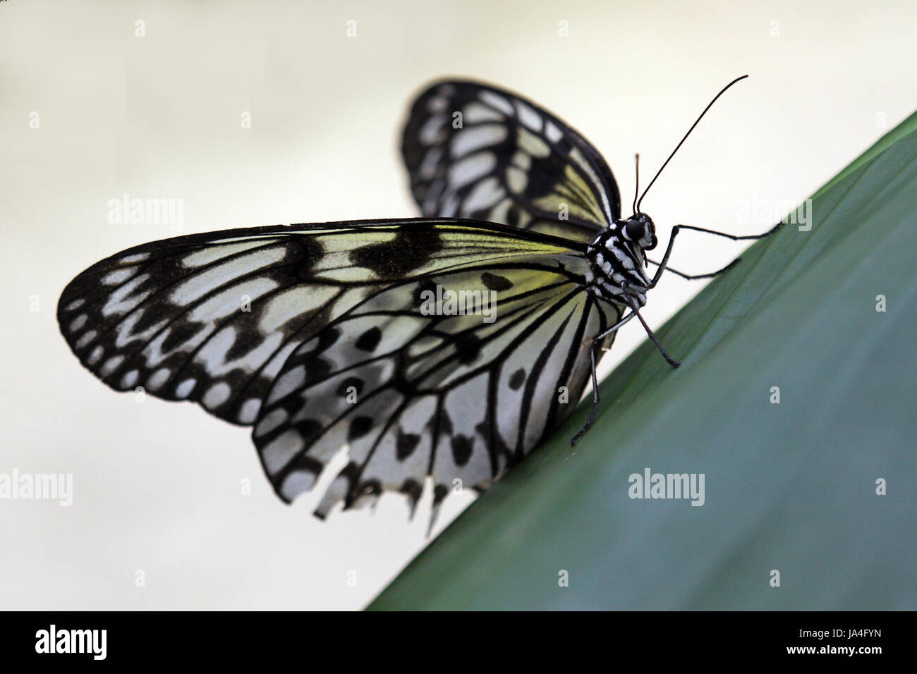 paper kite butterfly idea leuconoe Stock Photo - Alamy