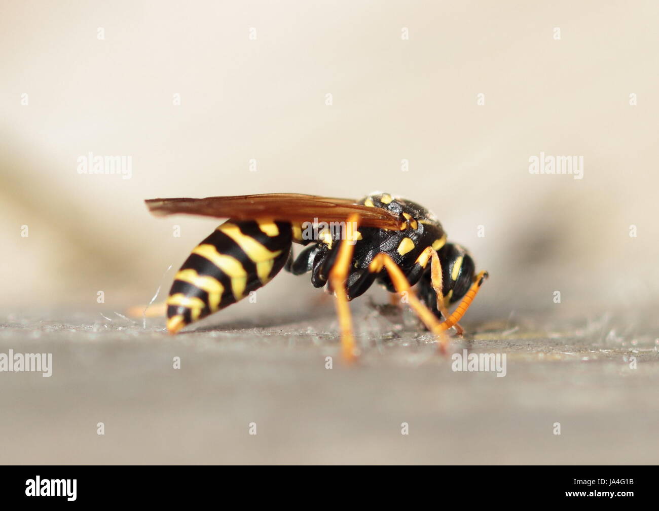 Vespen hi-res stock photography and images - Alamy