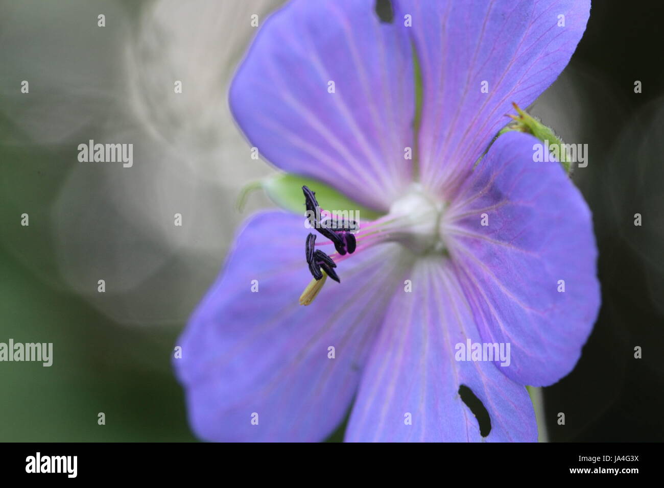 blue, macro, close-up, macro admission, close up view, flower, plant ...