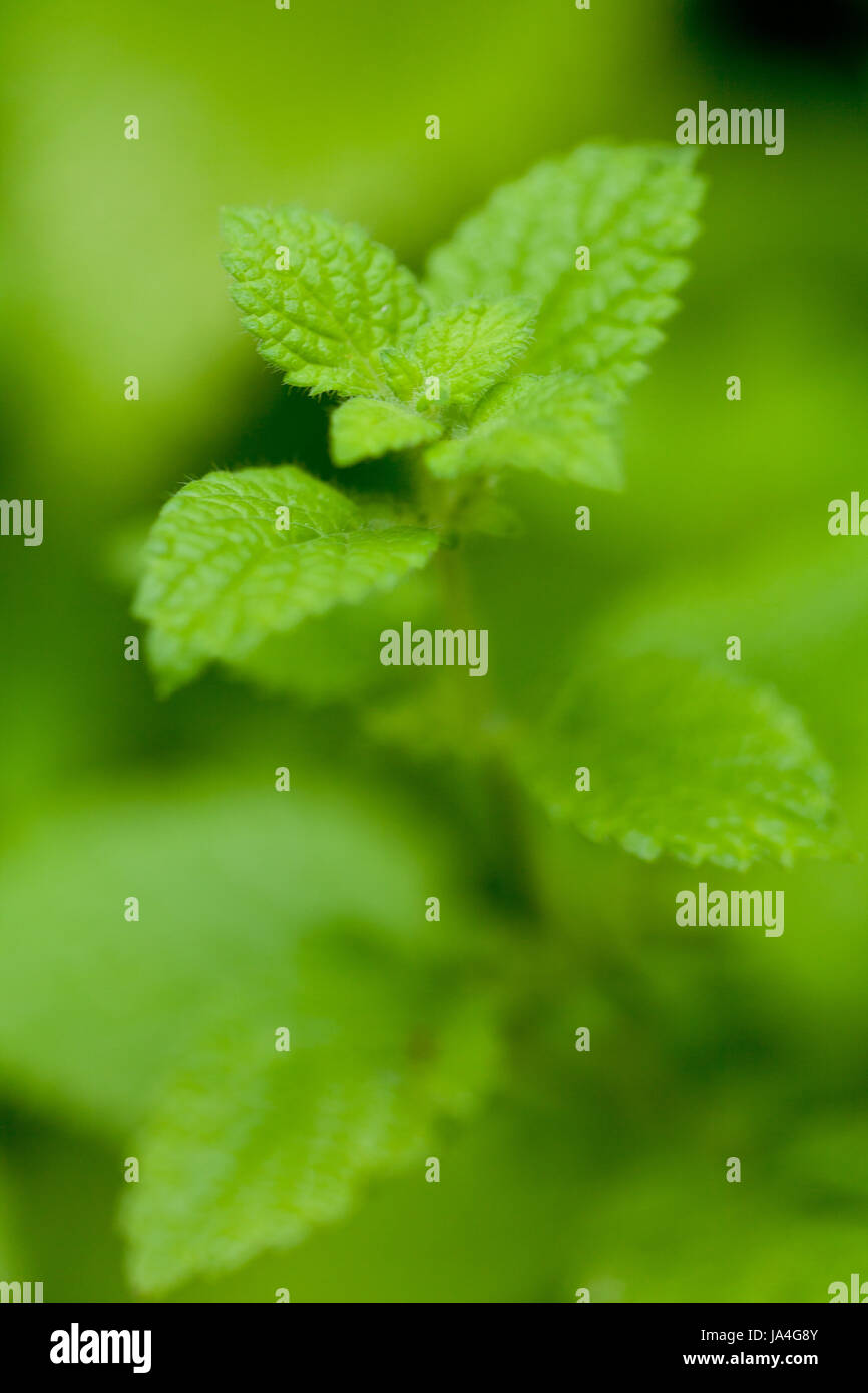 fresh green healthy mint lemon balm macro Stock Photo - Alamy