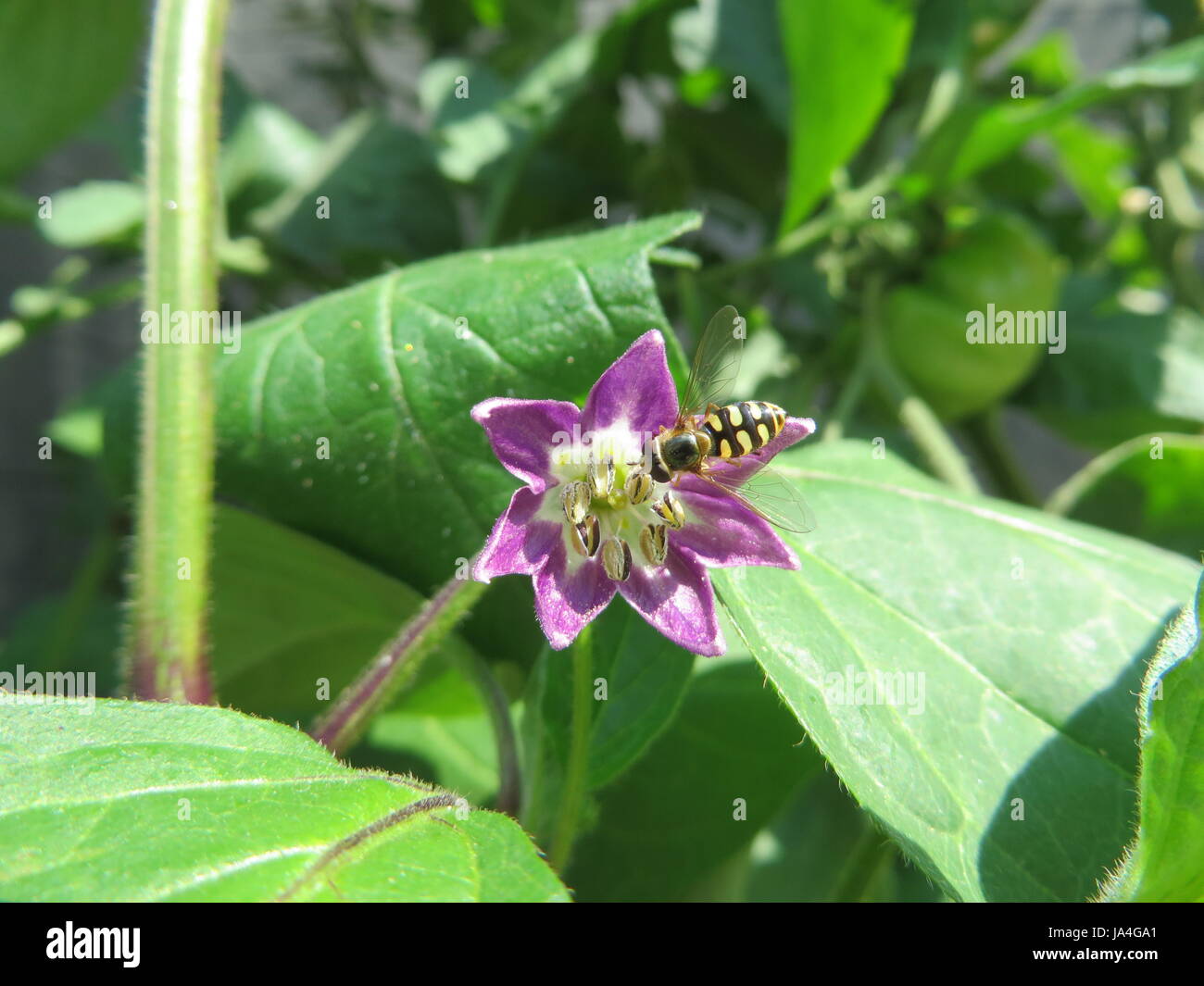 bloom, blossom, flourish, flourishing, purple, violet, chilli, chili ...