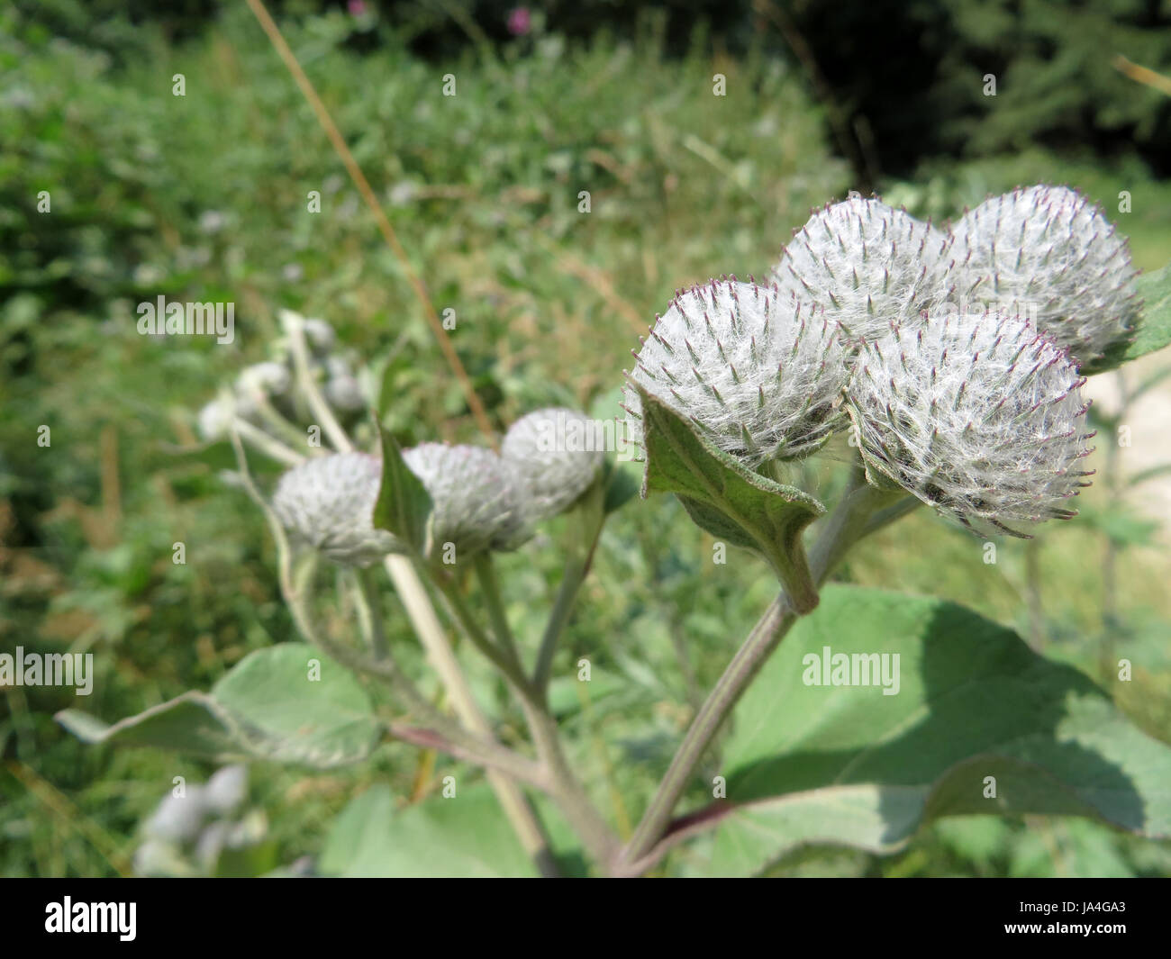 Felt bur hi-res stock photography and images - Alamy