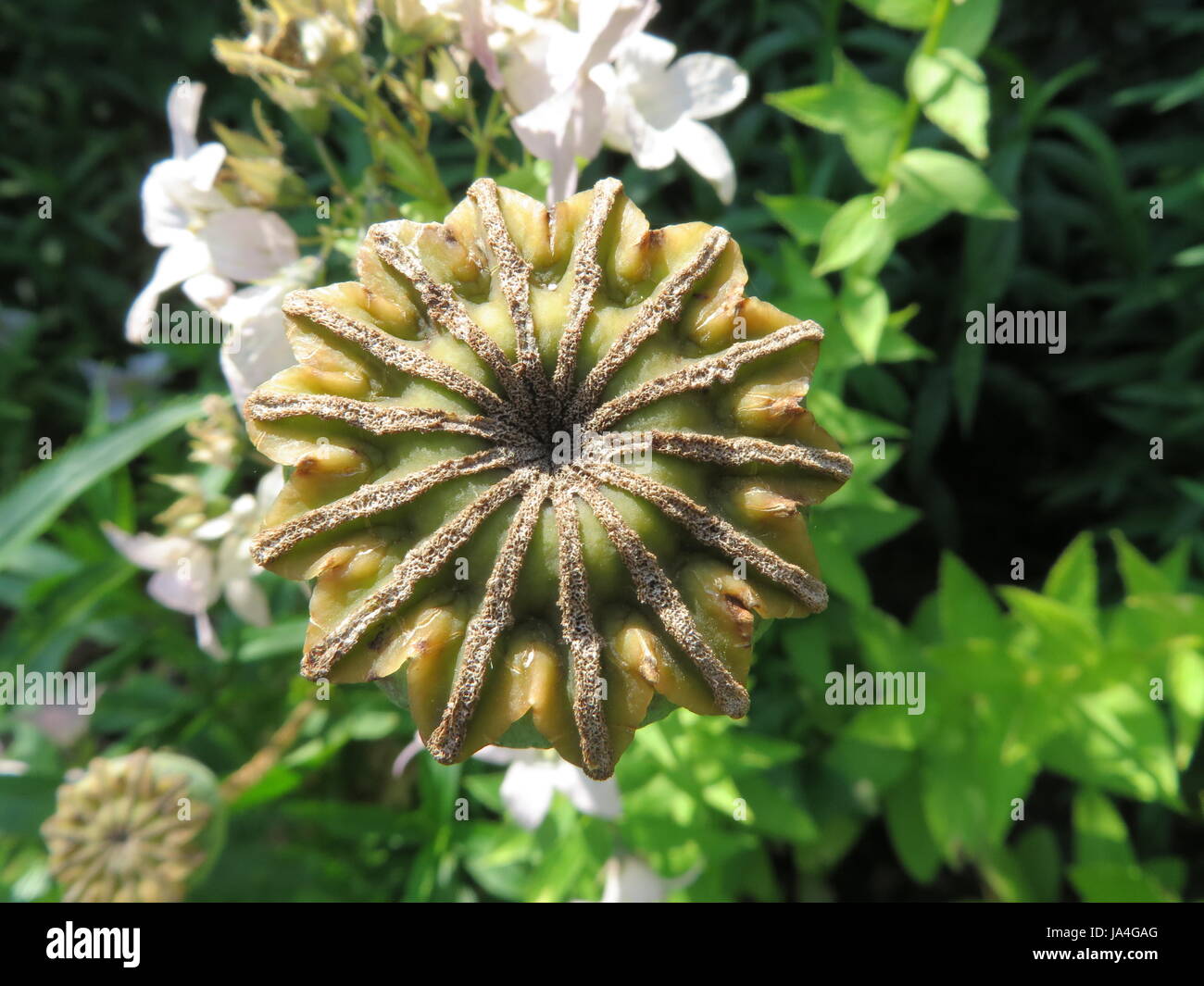 flower, plant, poppy, withers, seed vessel, capsule, big, large ...