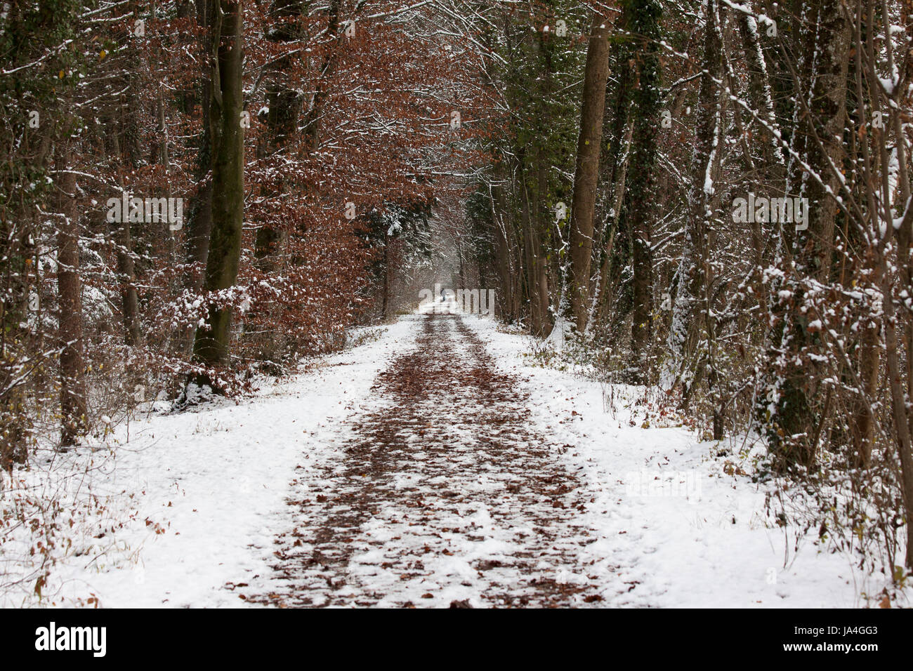 a path through the woods Stock Photo - Alamy