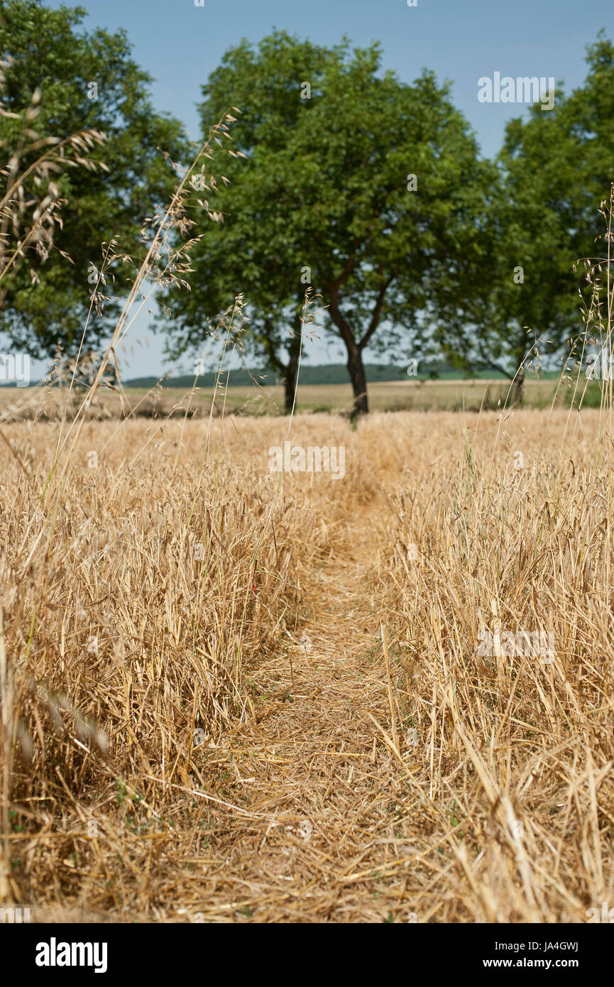 tree, trees, field, grain, corn field, dry, dried up, barren ...