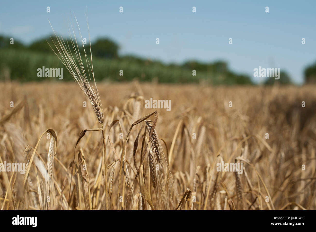 field, grain, hot, heat, drought, dry, dried up, barren, bad harvest ...