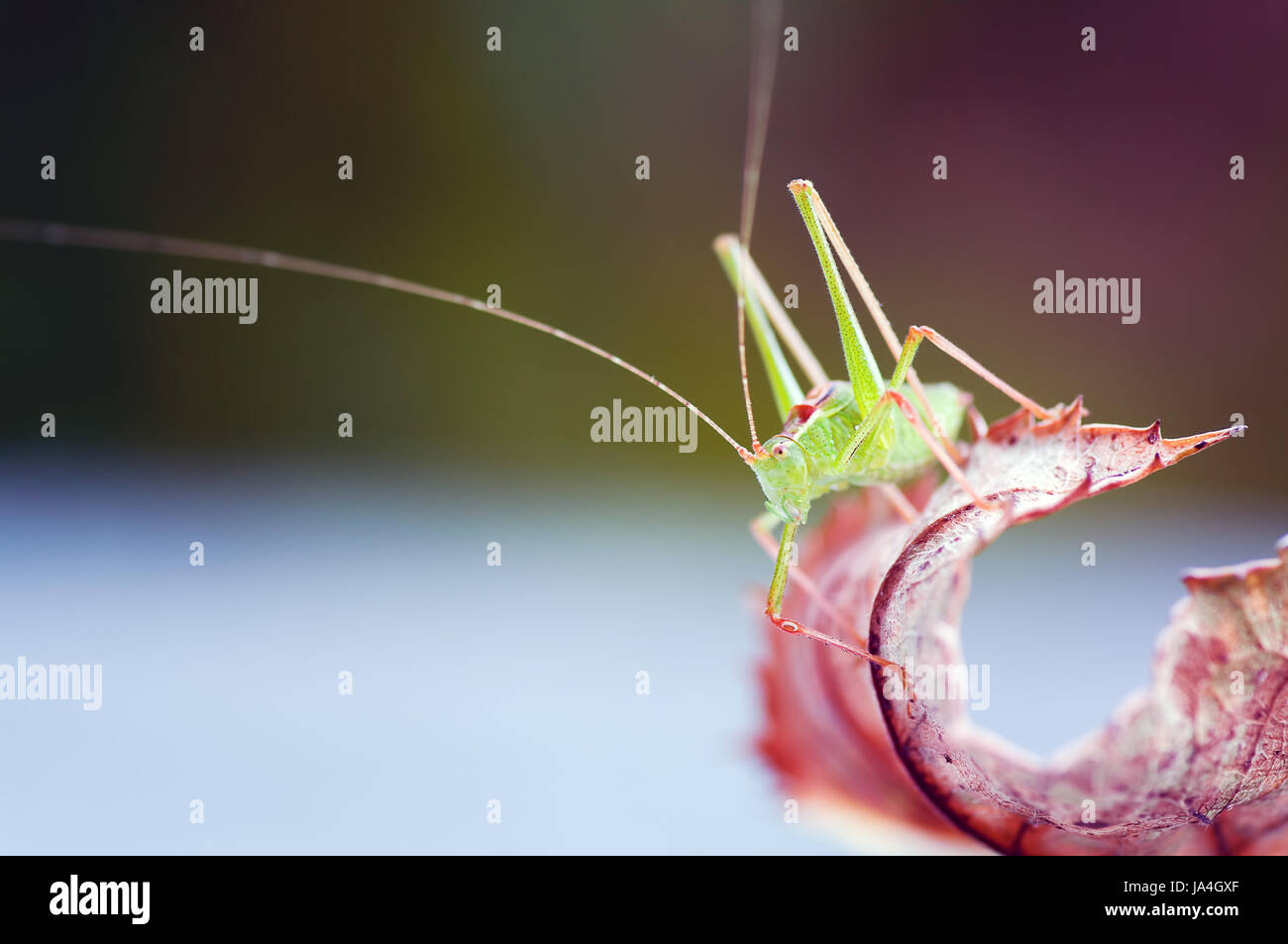 insect, spring, bouncing, bounces, hop, skipping, frisks, jumping, jump ...