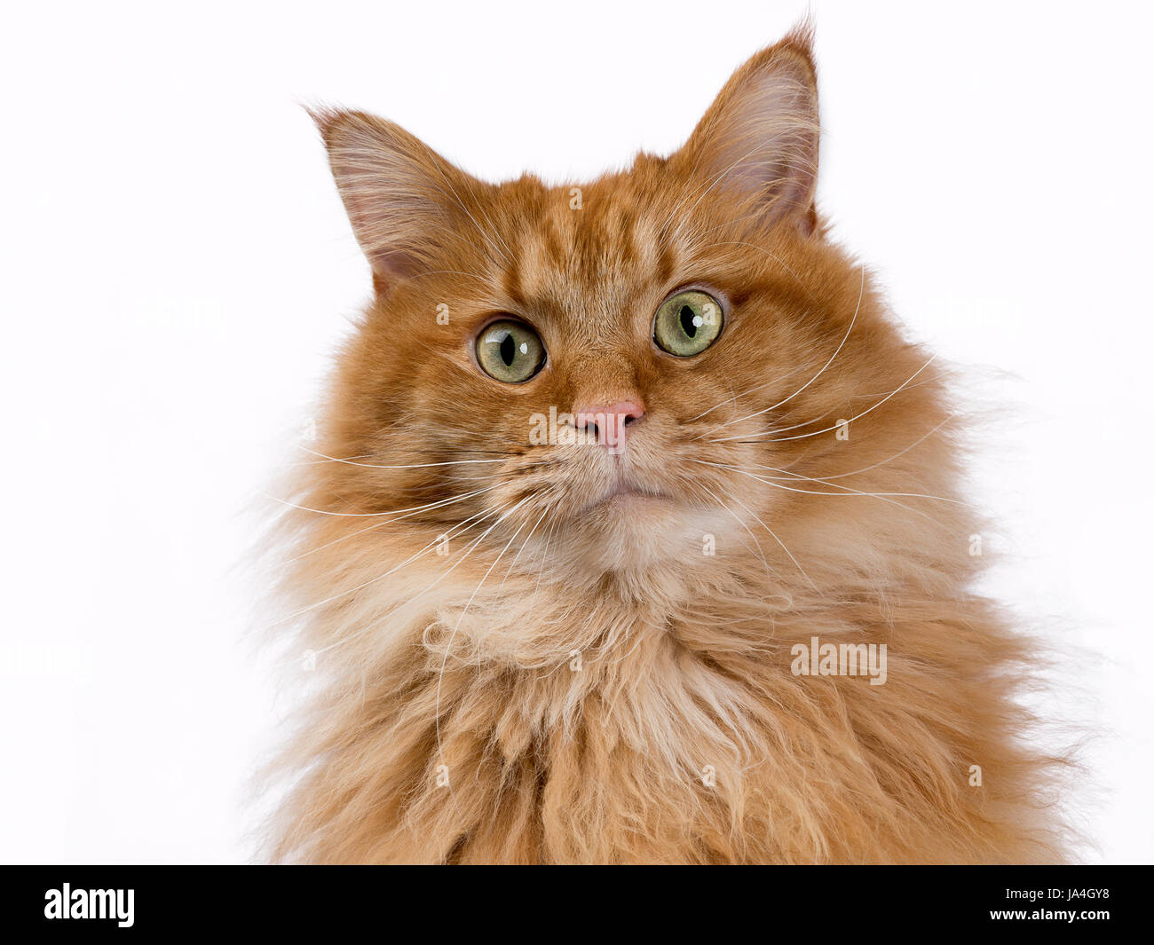 Red White Maine Coon