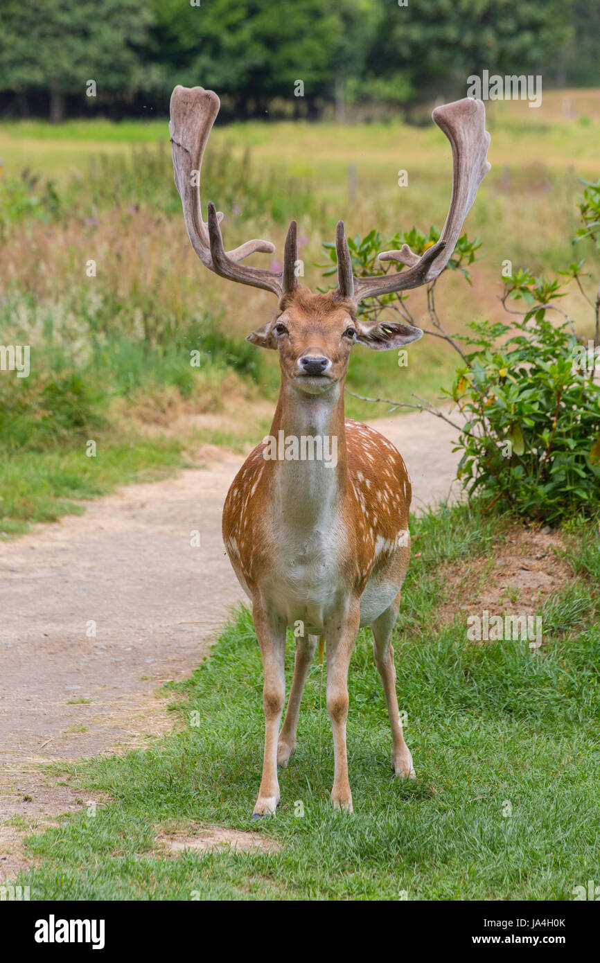 deer, hind, roe, hart, stag, deer, hind, roe, hart, stag, dammwild ...